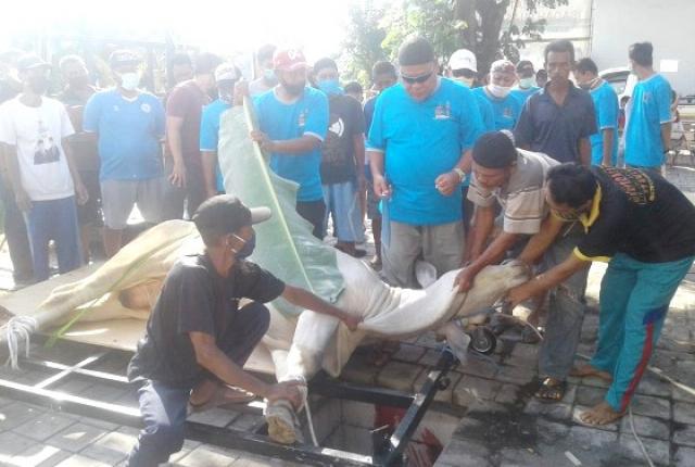 Yayasan UBK Sembelih Sapi Gunakan Alat Peroboh | Yogya Pos | yogyapos.com
